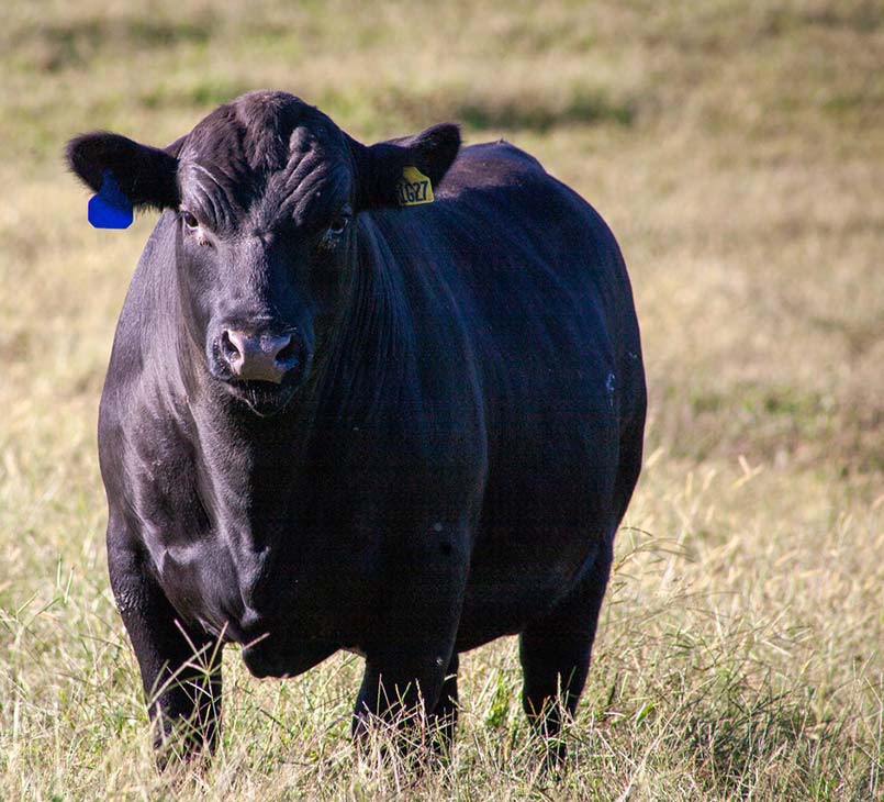 Oak Hollow Angus | Smiths Grove, KY